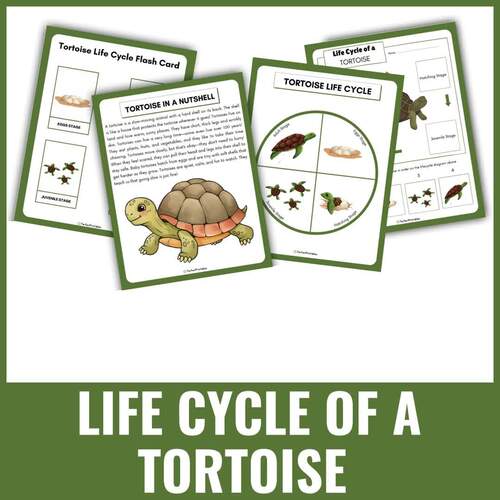 Life cycle of a Tortoise | Reptiles science unit study with fun facts!