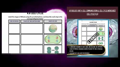 AP Biology UNIT 4 Cell Cycle Mitosis 4.6 Label Worksheet | TPT