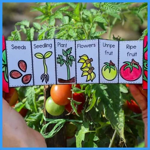 Summer plant life cycles foldable activities | rose tomato strawberry ...