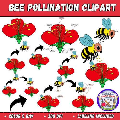 Bee Pollination Clipart | 25 PNG Color And B & W Gif Animation | Diagram