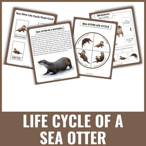 Life Cycle of a Sea Otter | Ocean Animal/Marine Unit Study With Fun Facts!