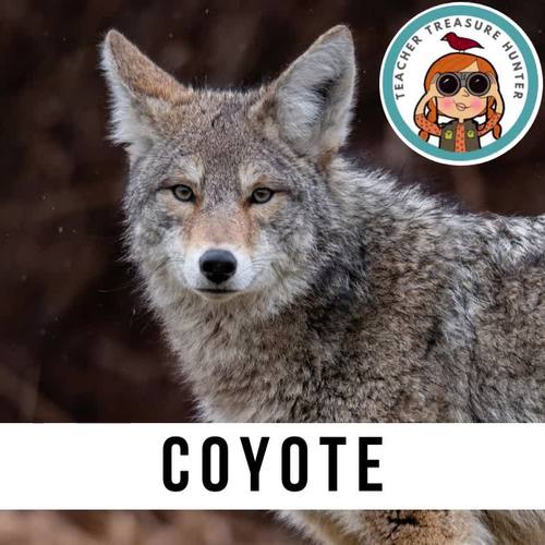 Coyote desert animal report | read and write about desert animals