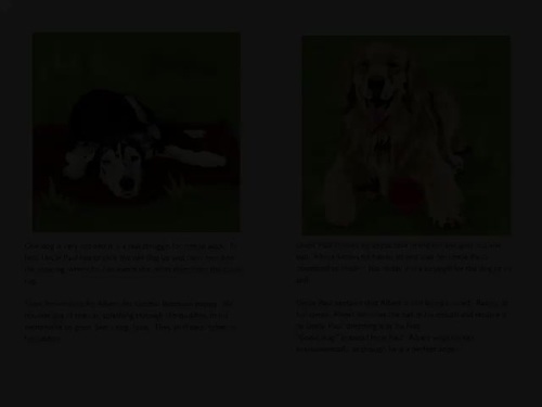 Close Reading Comprehension ‘Walking The Dogs’ (4-8 years) | TPT