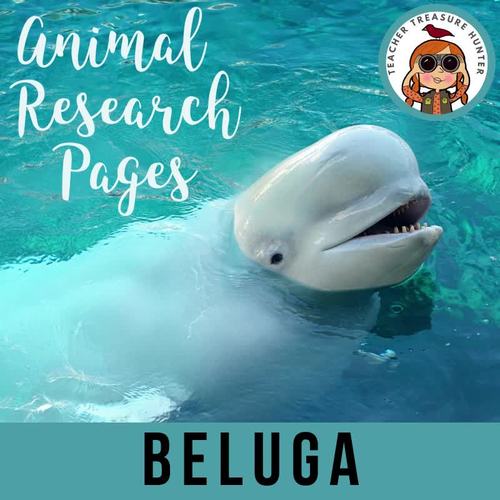 Beluga Whale Arctic Animal Research Page for 1st 2nd 3rd grade animal ...