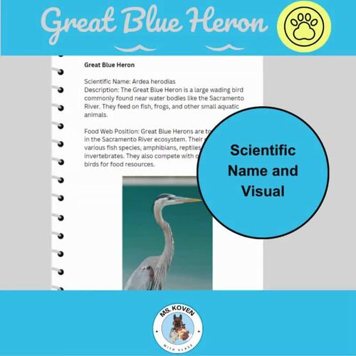 Fauna: Great Blue Herons: A Complete Study Guide by Ms Koven with Class
