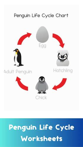 Life Cycle of a Penguin Packet | Worksheets & Activities | TPT