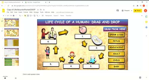 Life Cycle Of A Human: Drag & Drop Worksheet:Google Slides. Powerpoint