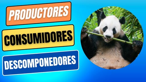 Ecosistemas | Que son los Productores y Consumidores? by STEAMspirations