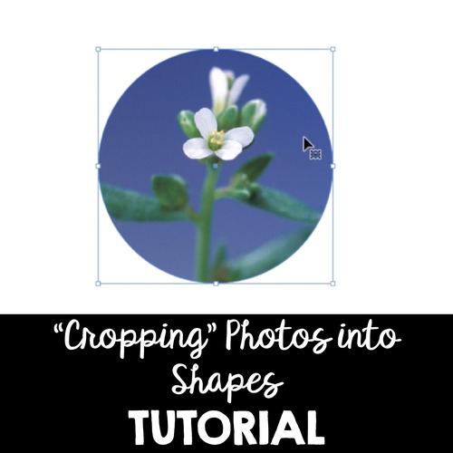 Tips for Cropping Photos into Different Shapes by Teachers Illustrate