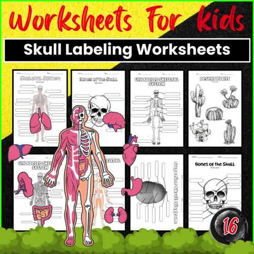 Skull Labeling Worksheets by Lib Anatomy school | TPT