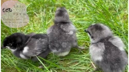 Student-Led Homeschool Planner Sheets by Trio on the Farm | TPT