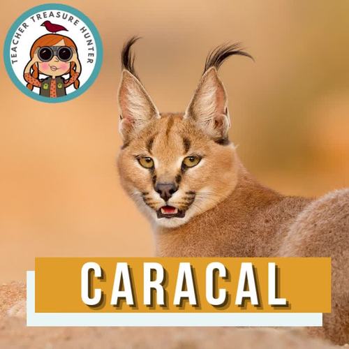 Caracal Africa animal research information article for writing animal ...