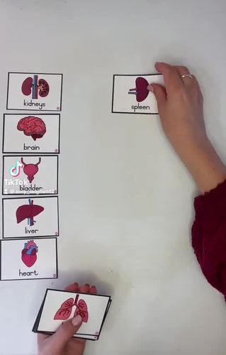 Organs matching Flashcards!! (10 flashcards with KEY) by Designing minds xx
