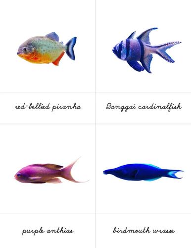 Tropical Fish Set of 24 3 Part Cards in PRINT & CURSIVE Fonts ...