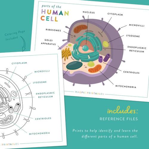 Parts of a Human Cell Activities Bundle by Magpie Printables | TPT