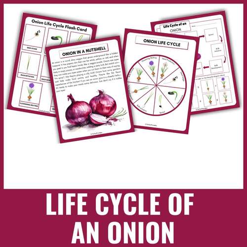Onion life cycle diagram, vegetable cut & paste, matching activity, fun ...