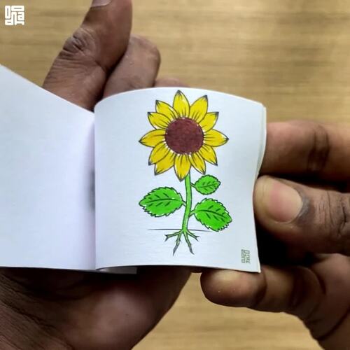 Sunflower Life Cycle Flipbook, Learning Activity, Life Cycle of a Sunflower