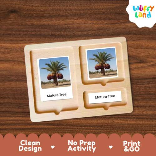 Date Palm Life Cycle Montessori 3-Part Cards - Science Botany Flashcards