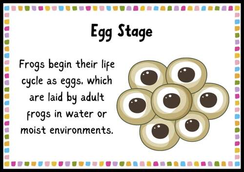 The Life Cycle of a Frog Classroom Science Fact Cards for K 1st 2nd Grade