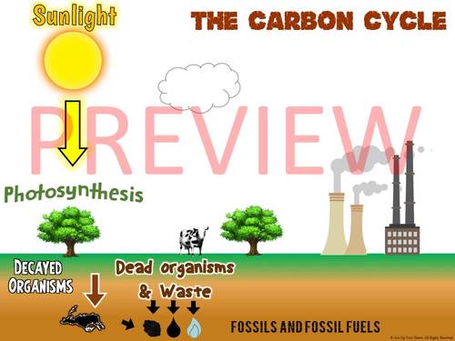 Carbon Cycle: FULLY LOADED PowerPoint, Notes, & Worksheets | TPT