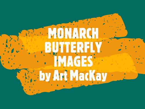 INSECTS - MONARCH BUTTERFLY PHOTOS by Art's Place | TPT
