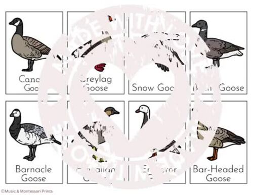 Canada Geese+more/Montessori/Parts+Life Cycle Of A Goose/Game/Activities