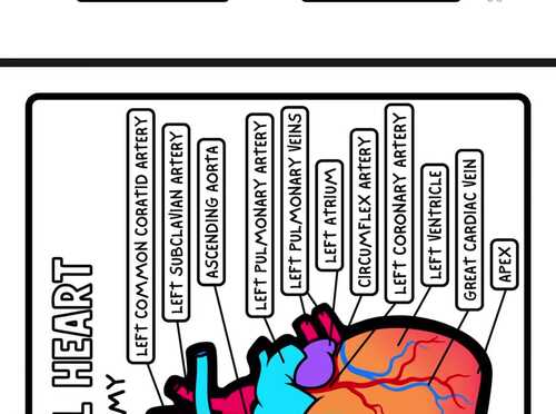 Human Heart Labeling, External Heart Anatomy Activity, Biology Diagram ...