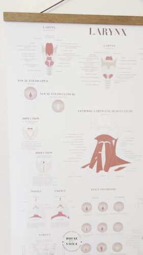 Larynx Poster for Professionals I DIGITAL by House of Voice L.L.C.
