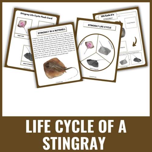 Life cycle of a Stingray | Ocean animals science unit study with fun facts!