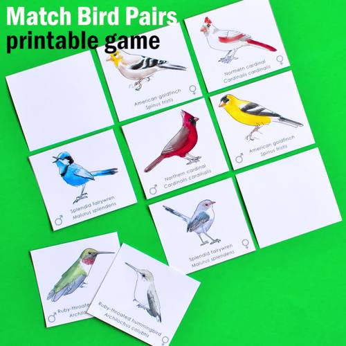 Bird Pairs: Printable Memory Matching Game for Kids by Adventure in a Box