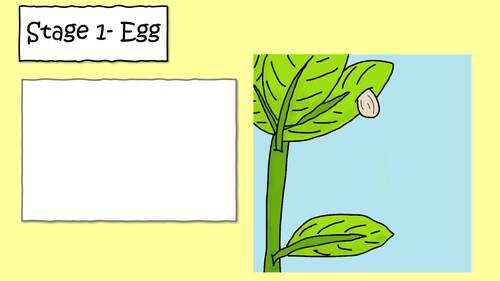 Life Cycle of Animals PowerPoint with Notes (PowerPoint and Google Slides)