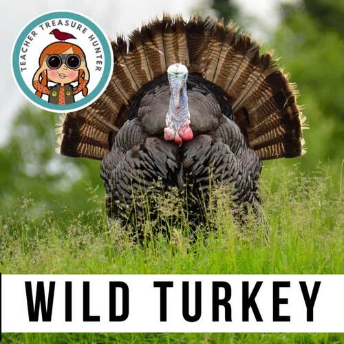 Wild Turkey information page for bird animal research report or ...