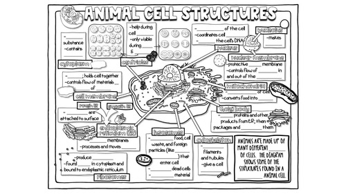 Animal Cell Structures Doodle Notes & Quiz | NGSS Life Science Review Notes