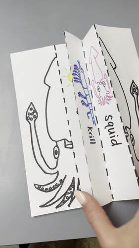 Squid Foldable Food Chain by Elementary Science Resources | TPT