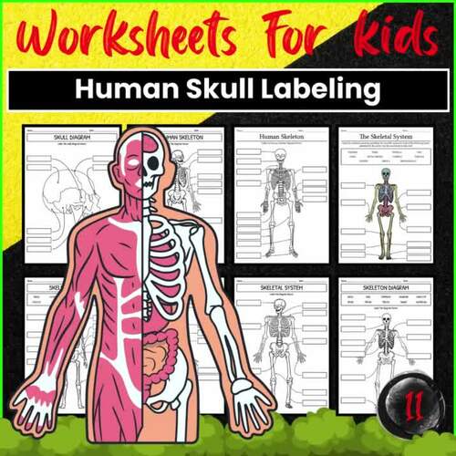 Human Skull Labeling Worksheet by Lib Anatomy school | TPT
