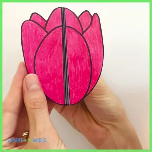 Life cycle of a tulip plant foldable sequencing activity - cut and paste