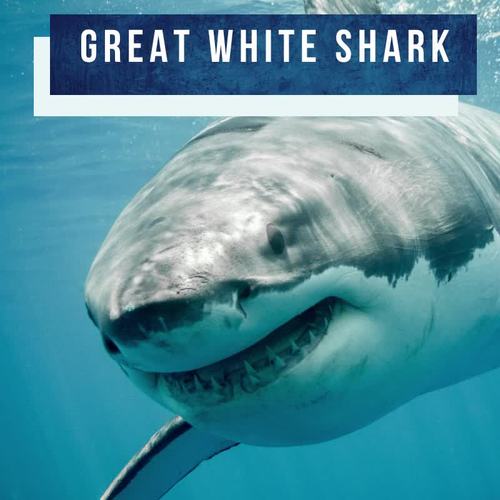 Great White Shark Ocean Research and Reading Pages Writing Animal Reports