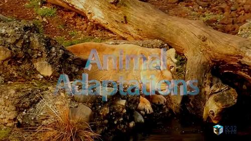 Animal adaptations - Interesting animated video for Distance Learning