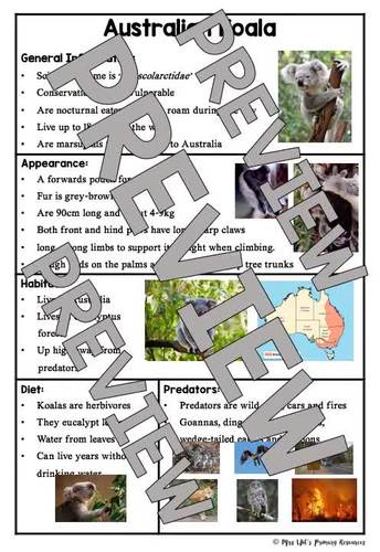 Information Text: 2 Koala texts, Diagram & Noun Group Activity PDF A4