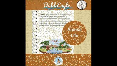 Fauna: The Importance of Bald Eagles in River Ecosystems: A Vital top ...