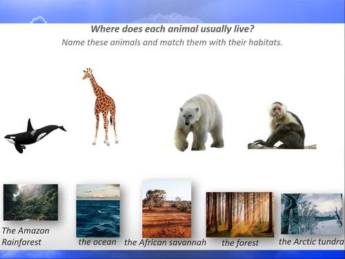 Talking about Wild Animals / Complete Communicative ESL Lesson / Low ...