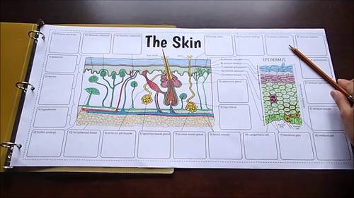 Skin Foldable - Big Foldable for Interactive Notebooks or Binders