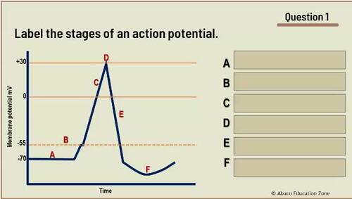 Neuron Action Potential Digital and Print Activity-Nervous System Activity
