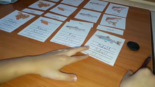 Rainbow trout anatomy, life cycle, 3D model, Printable flashcards, 3 ...