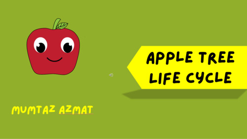 Science: Apple Tree Life Cycle Video by mzat | TPT