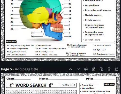 Human Skull Bones Anatomy Diagram | Labeling Worksheets, Word search ...