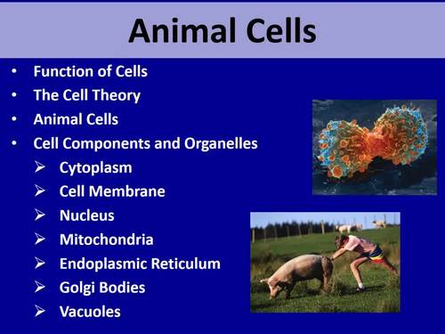 Animal Cells - PowerPoint Lesson and Student Notes Package by Teach ...
