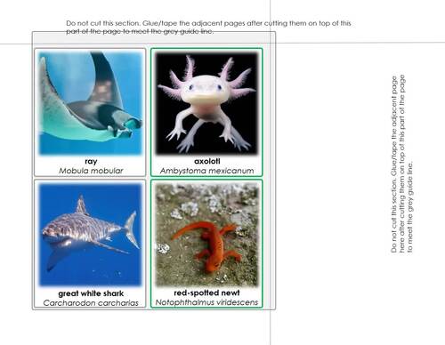 Six Kingdoms of Life Classification Charts with Cards Large Format Biology