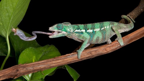 Animal Adaptation: Getting Food by eduvideoTPT | TPT