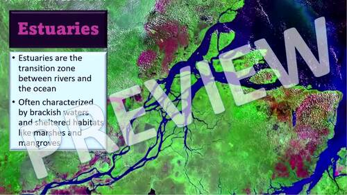 Aquatic Ecosystems + Human Impact Interactive PowerPoint (+FREE Guided ...